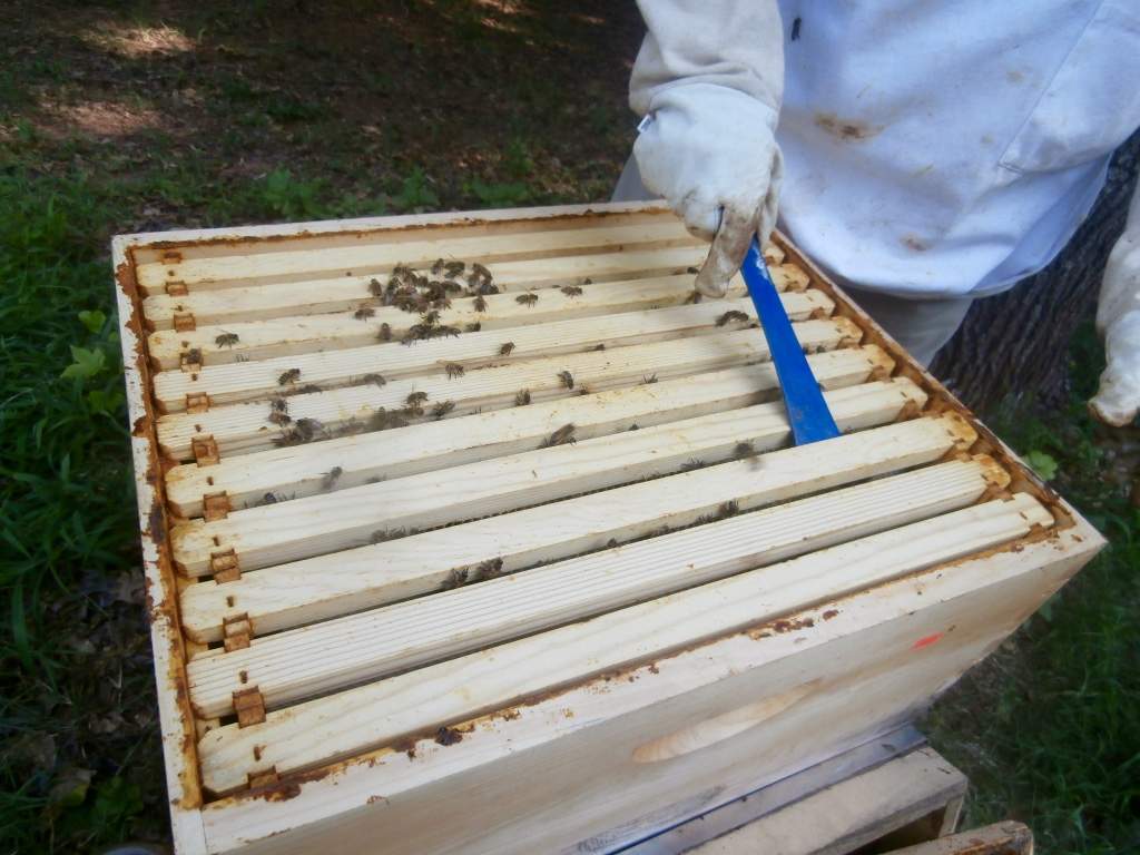 Langstroth Hive – Buzz Beekeeping Supplies
