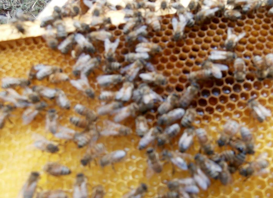 Bees added to US endangered species list for the first time | Buzz ...