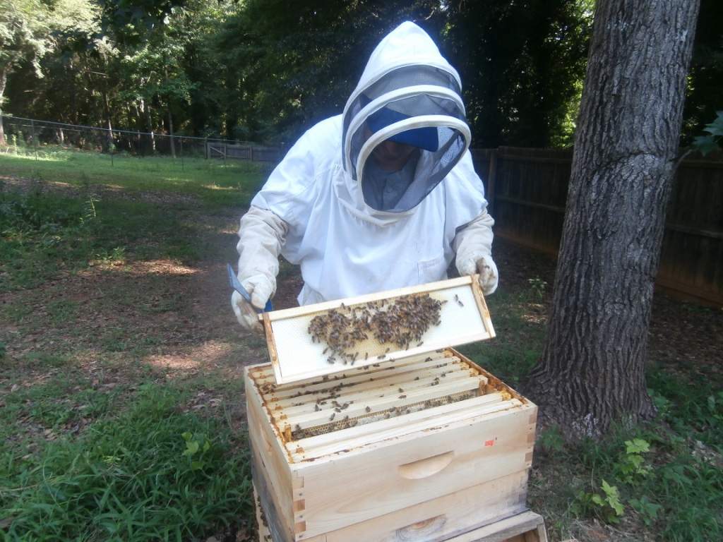 Common Beekeeping Challenges – Buzz Beekeeping Supplies