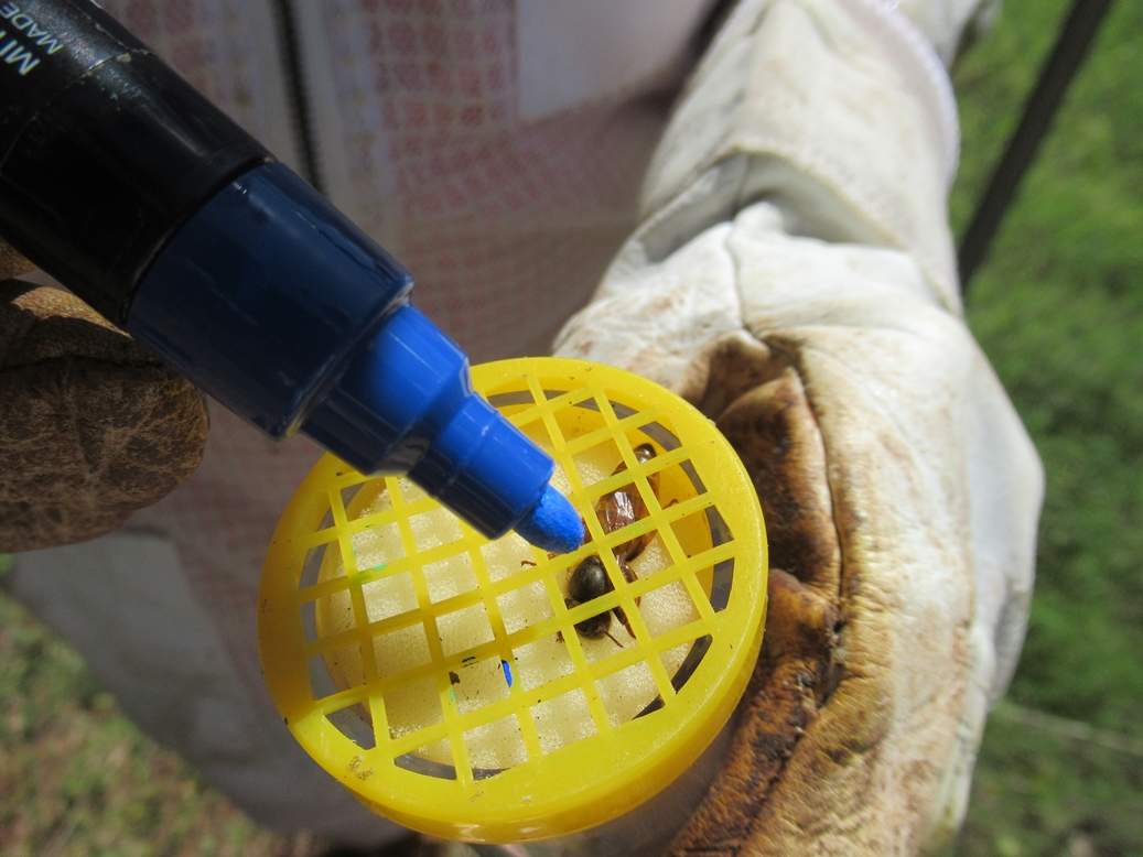 What Should You Include in a Swarm Catching Kit? – Buzz Beekeeping Supplies